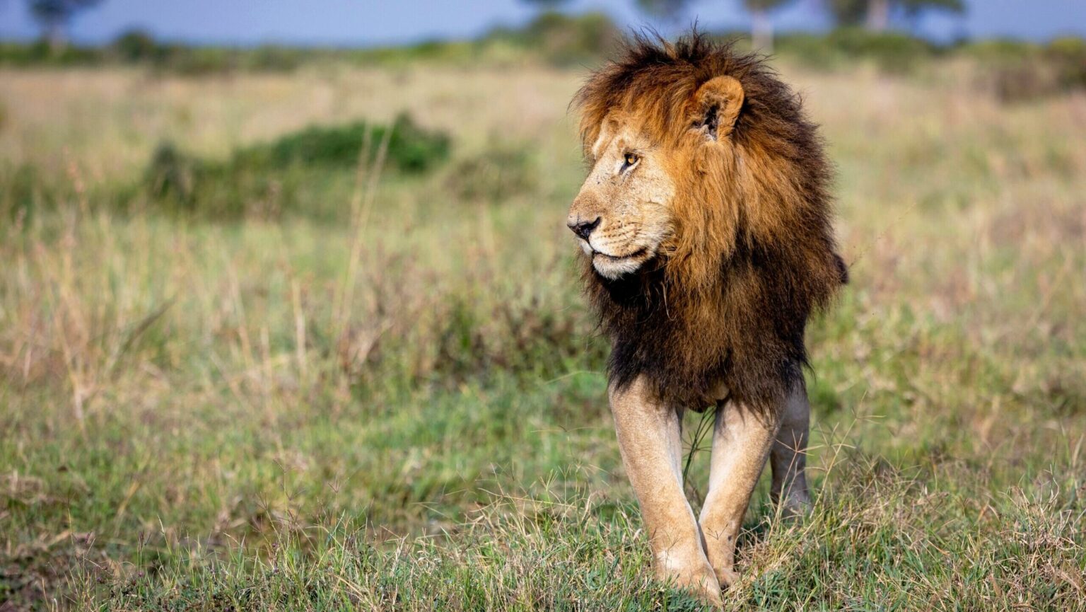 LionShare’s ETF Won’t Take Dividends Lion Down